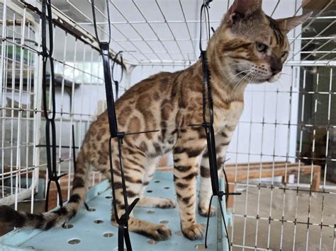 Golden Bangal 1pair Bangal Female Pets For Sale In Others Melaka