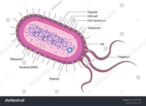 Illustration Bacterial Cell Structure Shows Cell Stock Illustration