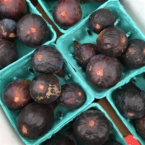 Black Mission Figs Information Recipes And Facts