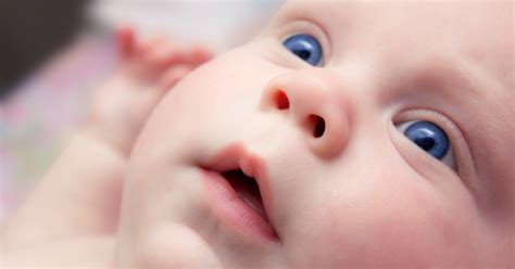 Eci Peci Pec Ti Si Mali Zec Veverica Slon