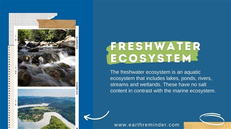 Ecosystem Meaning Structure Components And Functions