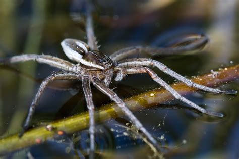 Spiders 2019 News And Scientific Articles On Live Science