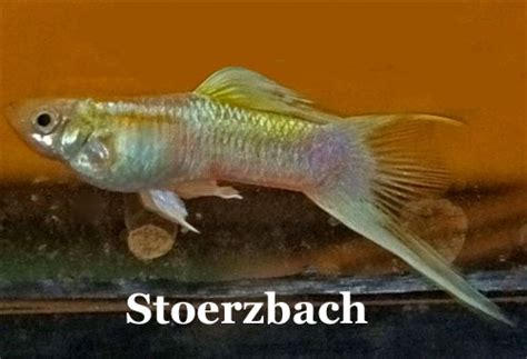 Guppy The Genetics Revised