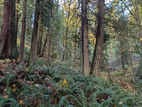 Land Next To Portlands Forest Park Will Be Auctioned For Cash Only