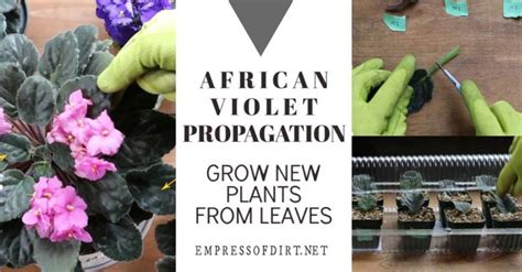 How To Propagate African Violets Step By Step Tutorial African