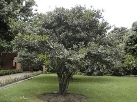 Arrayán árbol De La Libertad Señal Memoria