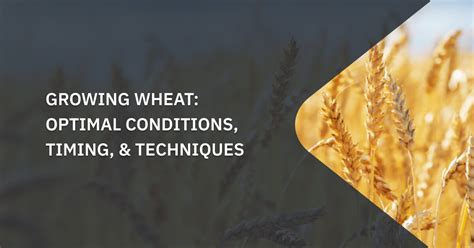Growing Wheat Optimal Conditions Timing And Techniques