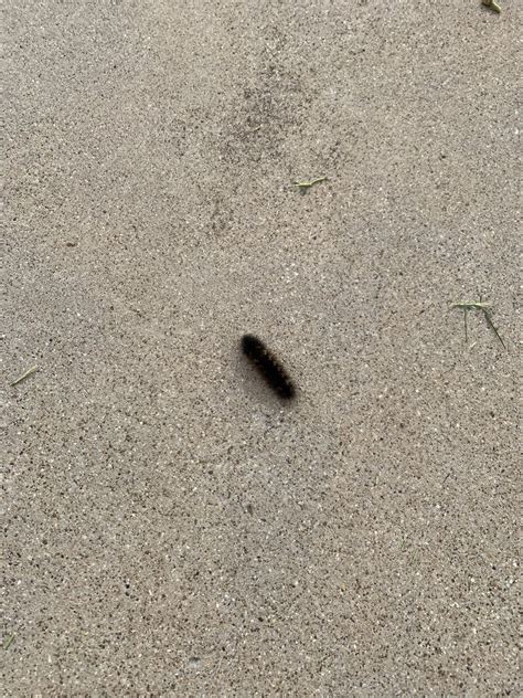 What Is This Bug Tx Rwhatisthisbug