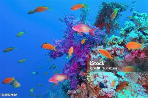 보라색 부드러운 산호 덴드론프티아와 붉은 물고기 안티아 아름다운 열대 산호초 그레이트 배리어 산호초에 대한 스톡 사진 및 기타 이미지 그레이트 배리어 산호초 산호초