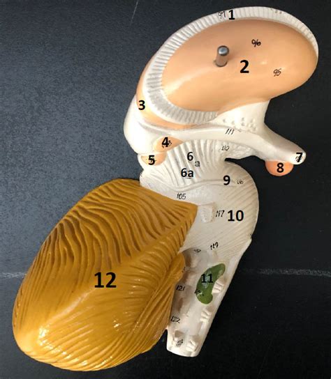 Corpus Striatum Diagram Quizlet