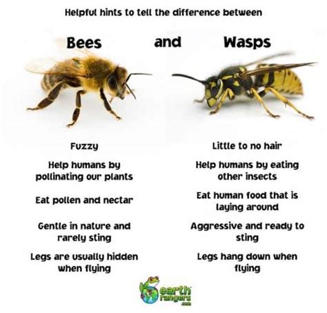 The Ultimate Guide To British Bees How To Protect Them DIY Garden