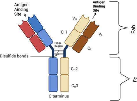 Figure 1 From T Cell Engagers In Solid Cancers—current Landscape And