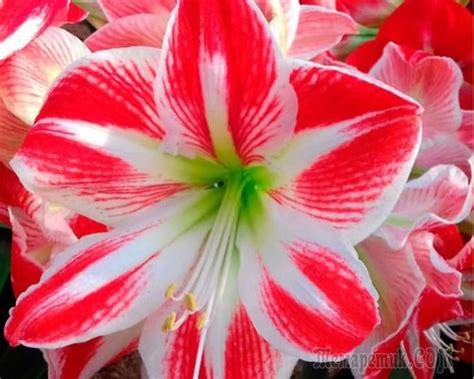 Чем отличается амариллис от гиппеаструма сходство и различие уход за цветами и их разведение в