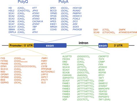 STR Short Tandem Repeat Disorders Neuropediatoolkit