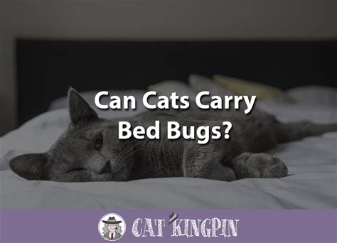 Can Cats Carry Bed Bugs Cat Kingpin