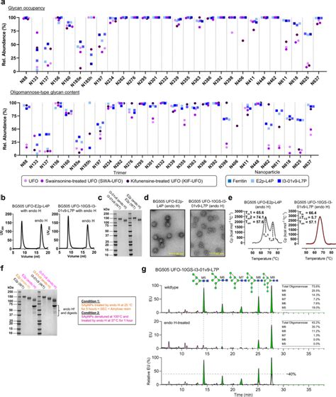 Single Component Multilayered Self Assembling Protein Nanoparticles Presenting Glycan Trimmed