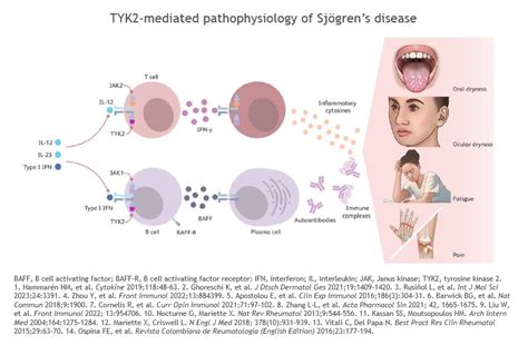 Tyk2 Tyrosine Kinase 2 Pathway
