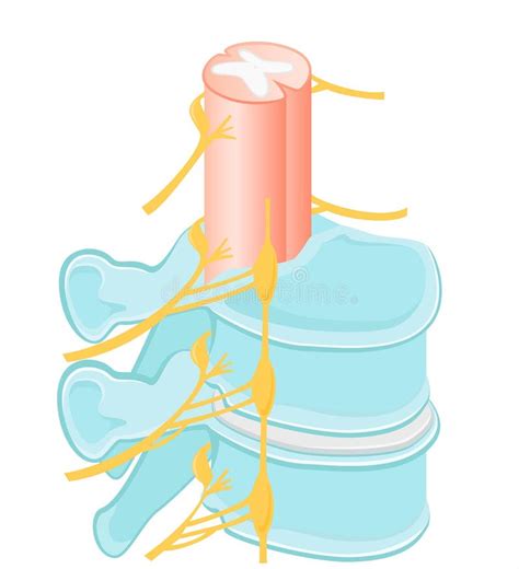 Structure Of The Back Bone Stock Vector Illustration Of Organ 64244687