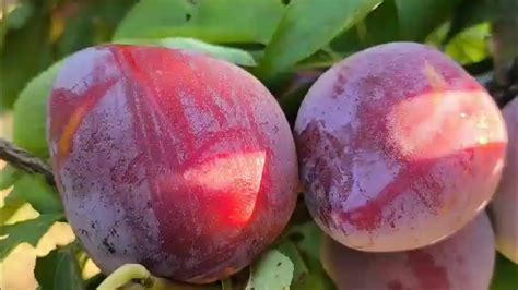 Диплоїдна слива Формоза. Plum Formoza. Сорт з високими смаковими ...