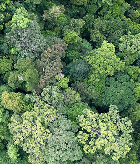 Forest Monitoring Using Remote Sensing Rss