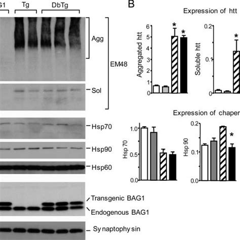 Co Expression Of Chaperones And Mutant Htt In Hek293 Cells A Hek293 Download Scientific