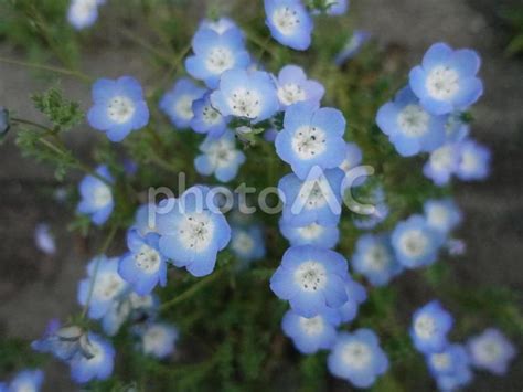 小さな薄紫の花 No 26552196｜写真素材なら「写真ac」無料（フリー）ダウンロードok