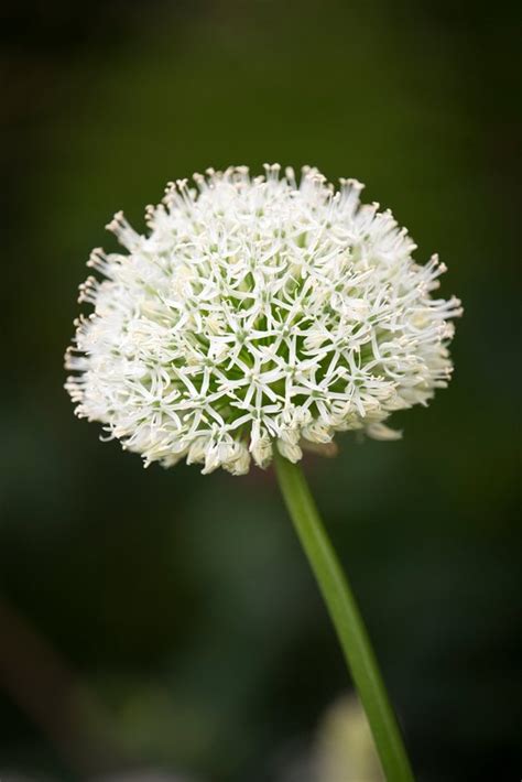 Allium Stipitatum White Giant Allium White Giant Bulbsrhs