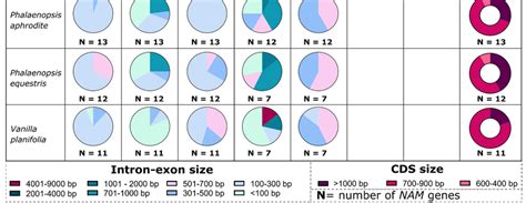 Comparison Of Nam Gene Intron And Exon Sizes Between Arabidopsis And Download Scientific