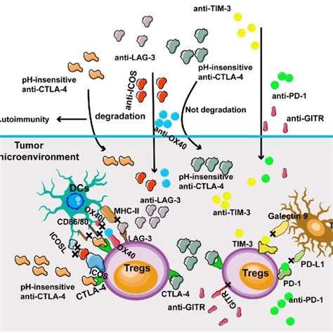 Immune Checkpoint Therapies Targeting Tregs In Melanoma In The Tme Download Scientific