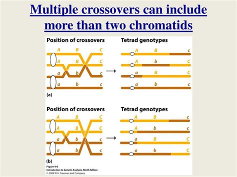 ppt lecture 6 extra nuclear inheritance and recombination mapping powerpoint presentation