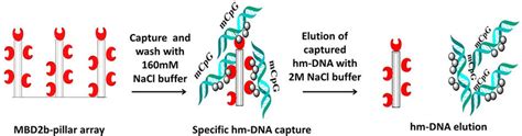 Hm Dna Capture And Elution Protocol Using A Mbd Capture Surface Download Scientific Diagram