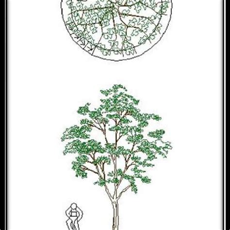 Different Root Systems Of Plant Species A Taproot B Heart Root C