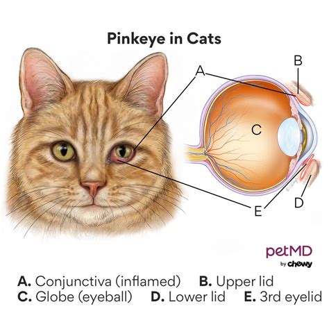 Cats Conjunctivitis Catpedia