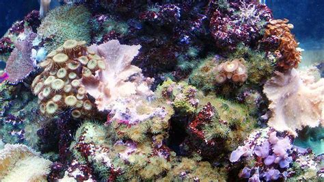 Coral Reef Labeled Image Dataset Images Cv