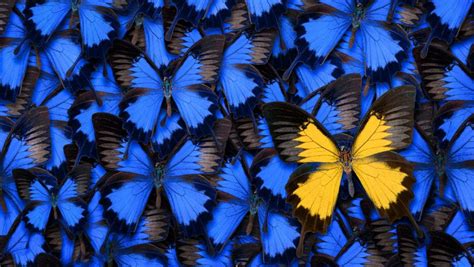 Bd On Linkedin Innovation Flowcytometry