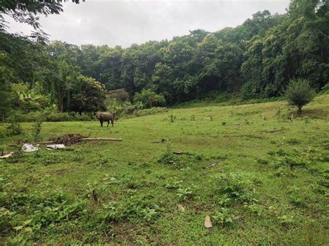 Vายที่สวนธรรมชาติเนื้อที่ 1ไร่ 3 งาน ที่สวยสงบ ธรรมชาติ ร่มรื่น ที่ดินร้อยแปด คอม