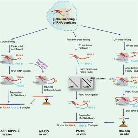 Technologies For Capturing RNA Secondary Structures And Tertiary Download Scientific Diagram