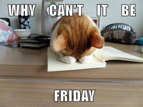 Is It Friday Yet Cat