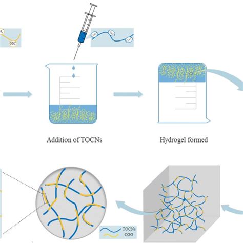 Schematic Of Preparing All Polysaccharide Tocnscgg Self Assembling Download Scientific Diagram