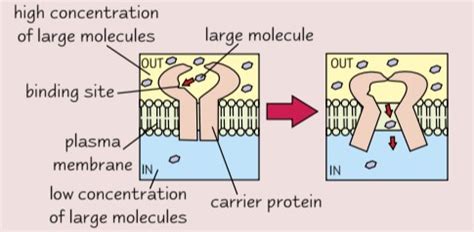 Biology Topic 2B Cell Membrane Structure Diffusion Flashcards Quizlet