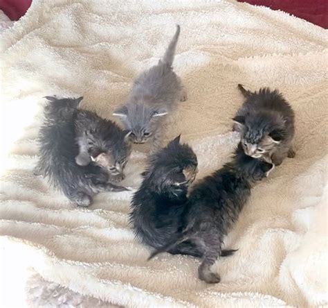 Cat Entrusts Kind People With 6 Kittens So She Can Enjoy What Shes