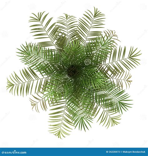 Top View Of Sugar Palm Tree Isolated On White Stock Illustration
