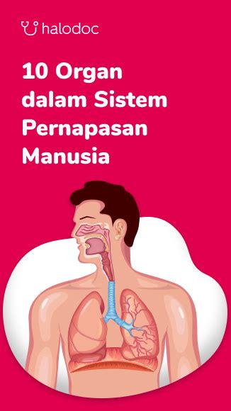 4 Cara Efektif Agar Memiliki Sistem Pernapasan Yang Baik