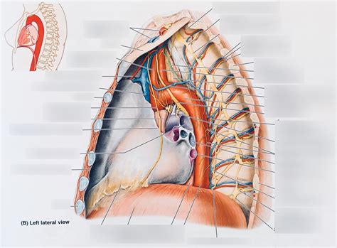 Diagram Of The Thorax 3d Skeletal System Bones Of The Thoracic Cage