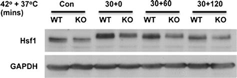 hsf1 in wt and ko fibroblasts under basal conditions and heat shock