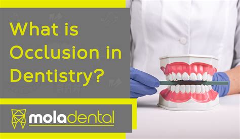 What Is Occlusion In Dentistry Private Dentist In Sheffield
