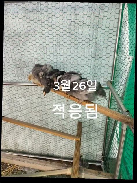 병아리 성장과정 2 Youtube