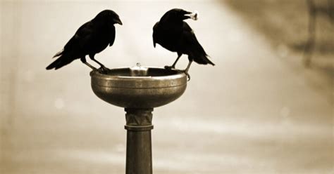 scientists find crows are capable of recursion — a cognitive ability