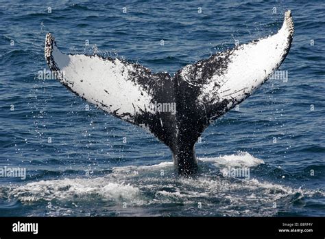 Humpback Whales Diving