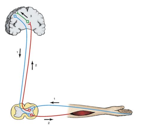 Sensorimotor System Pt 1 Anatomy Of The Spinal Cord Sensory Pathways